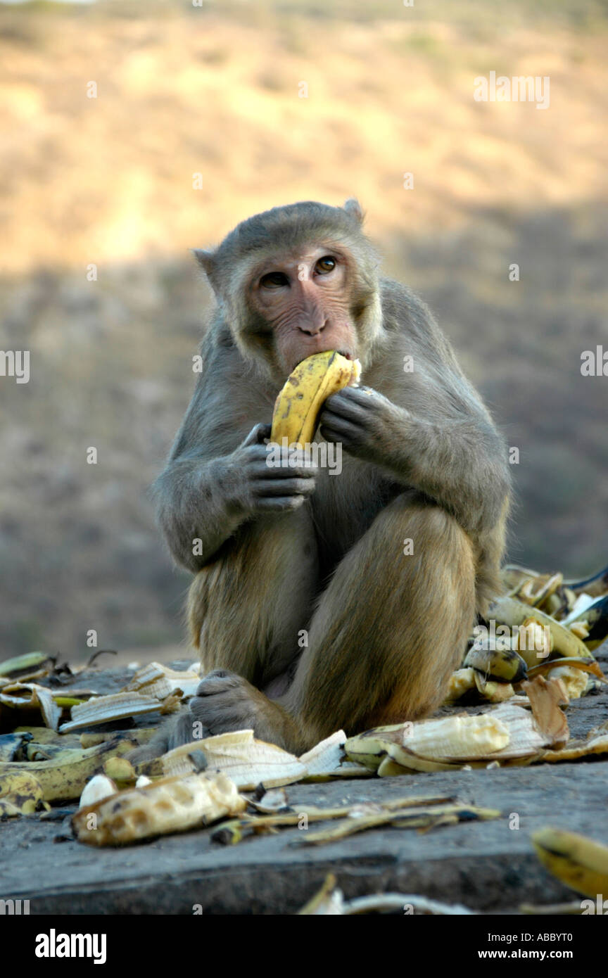Rhesus macaque (Macaca mulatta) is sitting in in a pile of banana peel ...