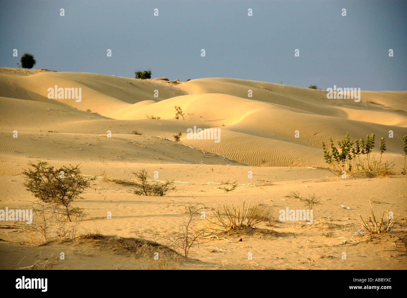 Sanddunes in wide open Thar desert near Jaisalmer Rajasthan India Stock ...