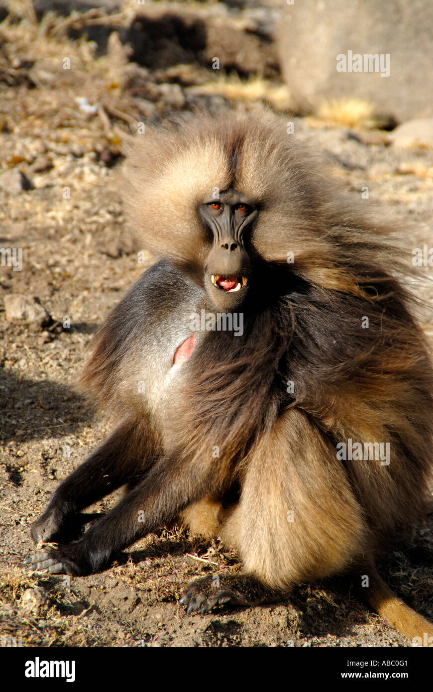 Wildlife male Galeta baboon Semien Mountains National Park Ethiopia ...