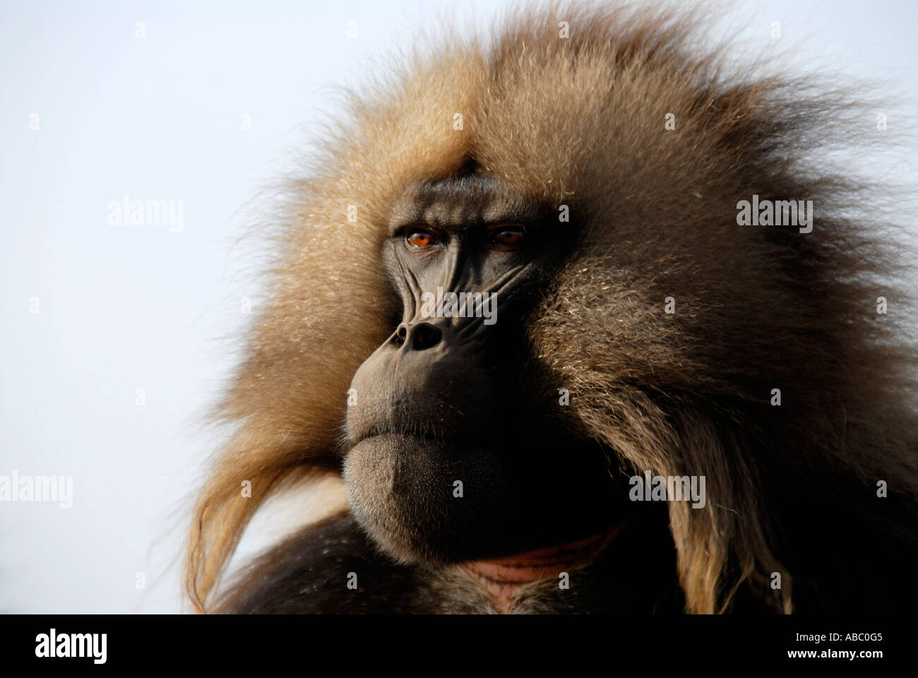 Portrait wildlife leading male Galeta baboon Semien Mountains National ...