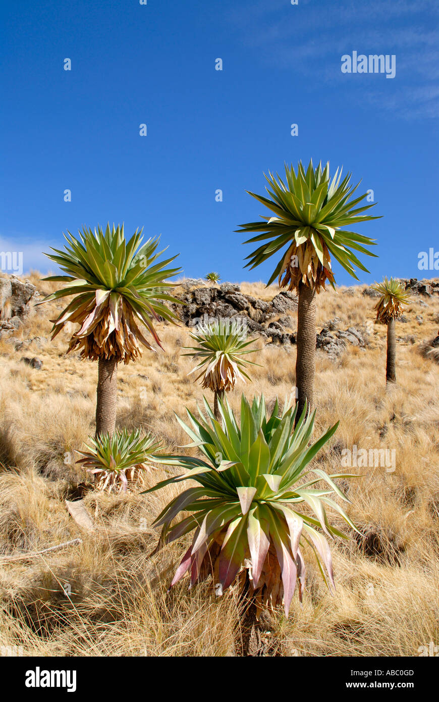 Ethiopian Giant Lobelia Stock Photos & Ethiopian Giant Lobelia Stock ...