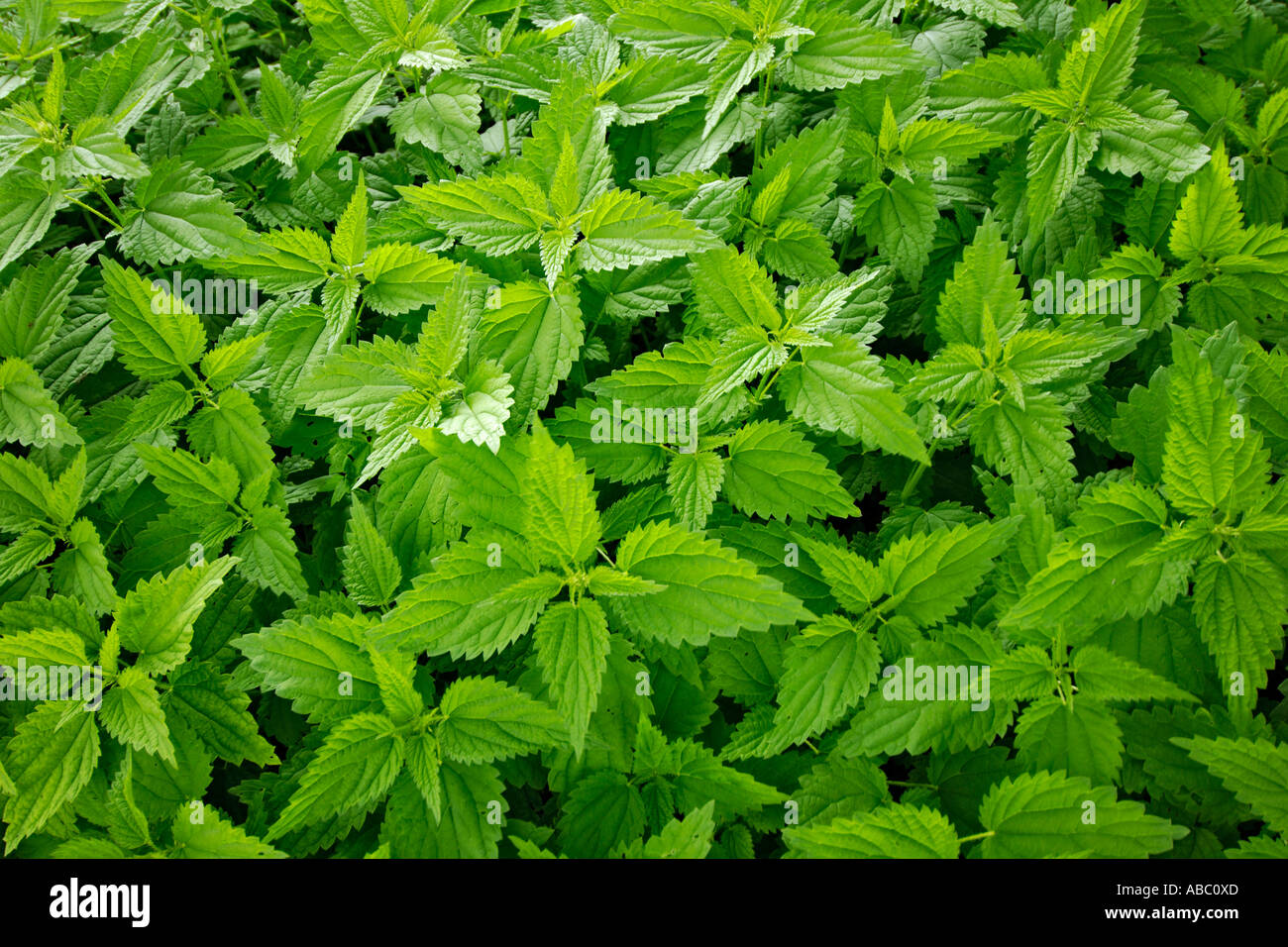 Burn nettles hi-res stock photography and images - Alamy