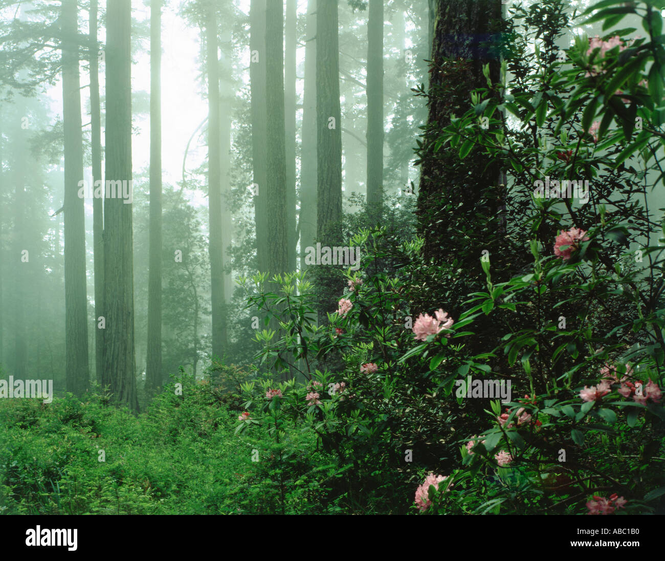 Redwood National Park in Northern California showing the big trees with ...