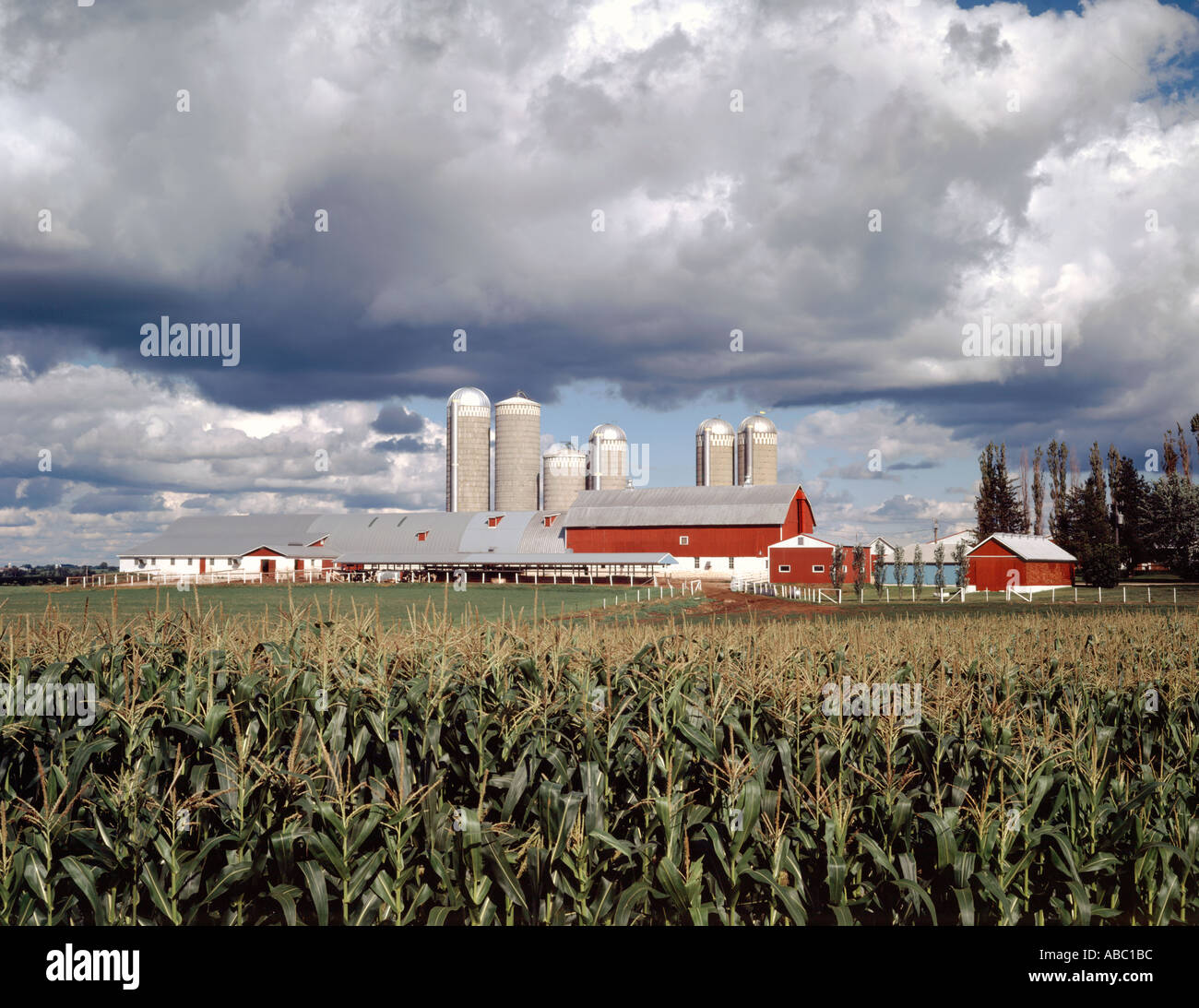 Wisconsin dairy farm with crops red barn silos outbuildings and rural ...