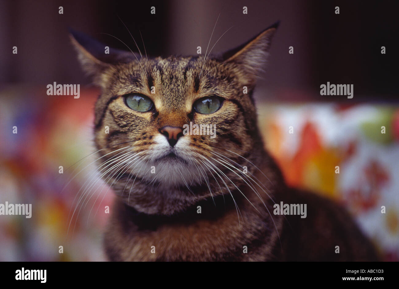 Tabby venetian cat hi-res stock photography and images - Alamy