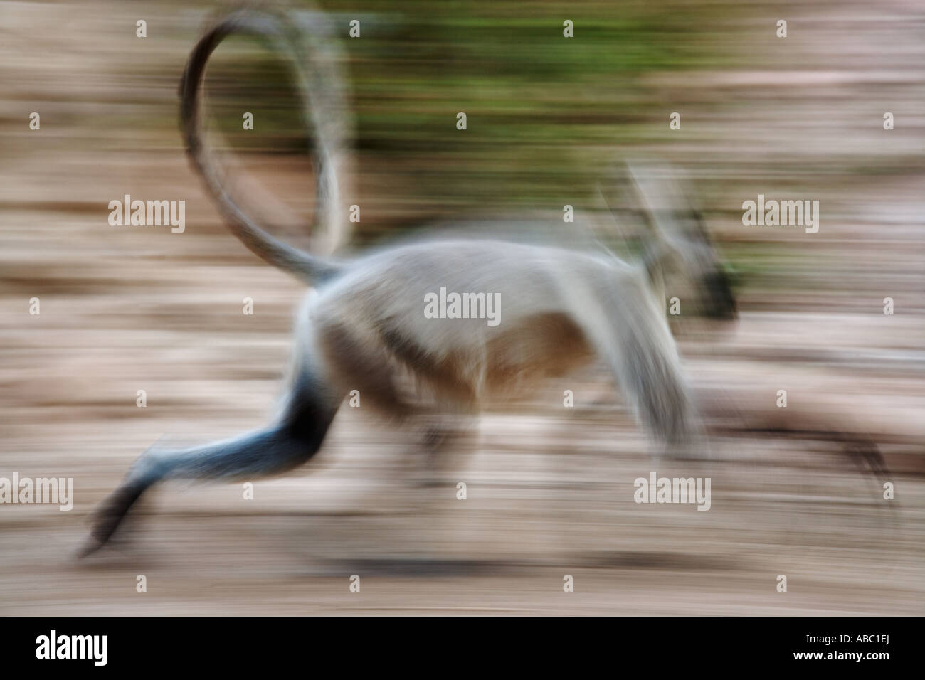 Hanuman Langur Semnopithecus entellus India Stock Photo - Alamy