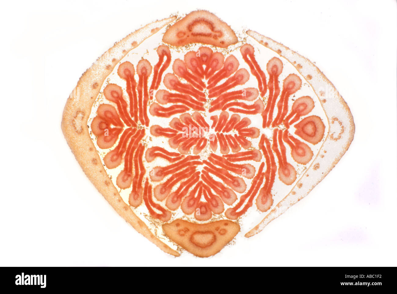 Vegetative bud of Ash tree showing folding of young leaves Stained ...