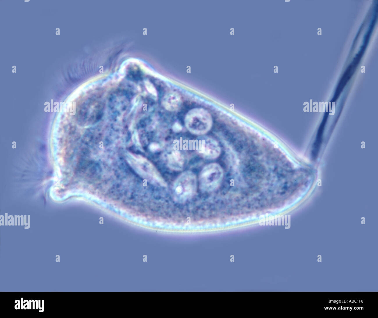 Vorticella zooid Phase contrast flash Stock Photo - Alamy