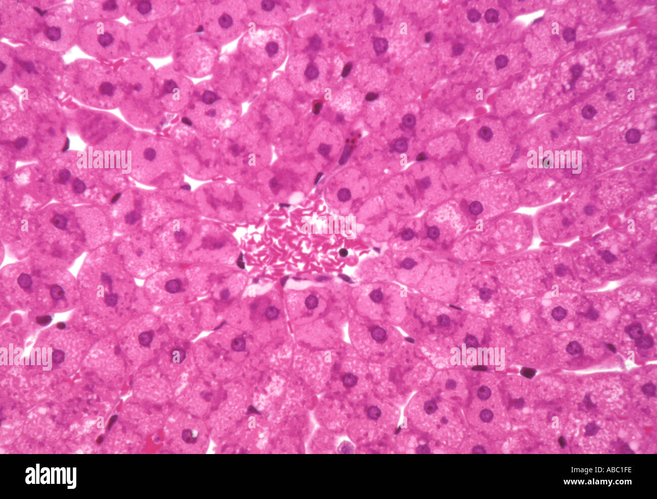 Liver Histology Hepatocytes