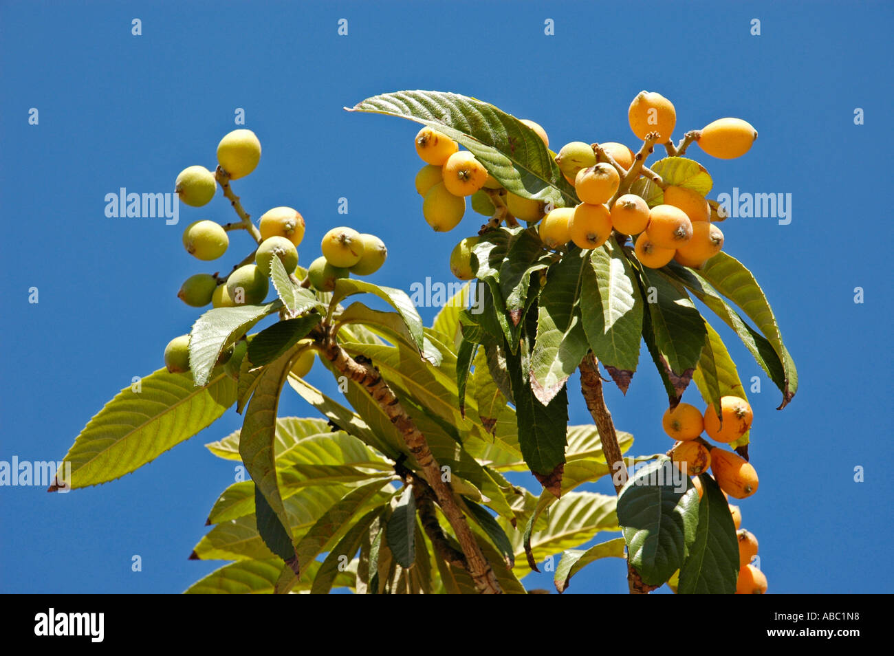 Misperos hi-res stock photography and images - Alamy