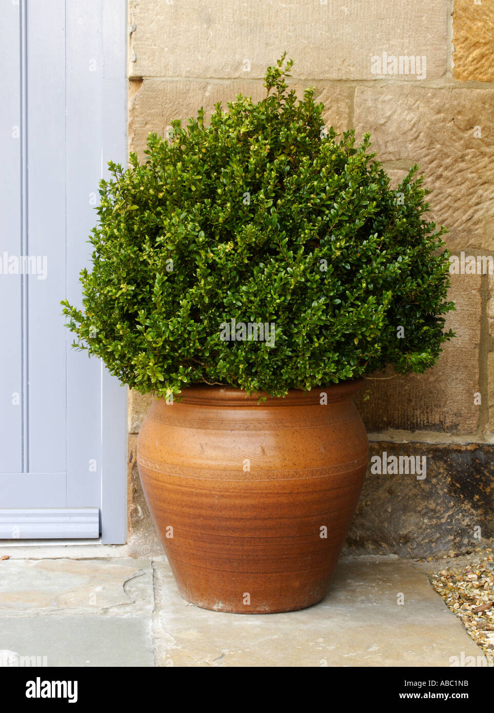 Small box shrub in glazed terracotta pot Stock Photo - Alamy