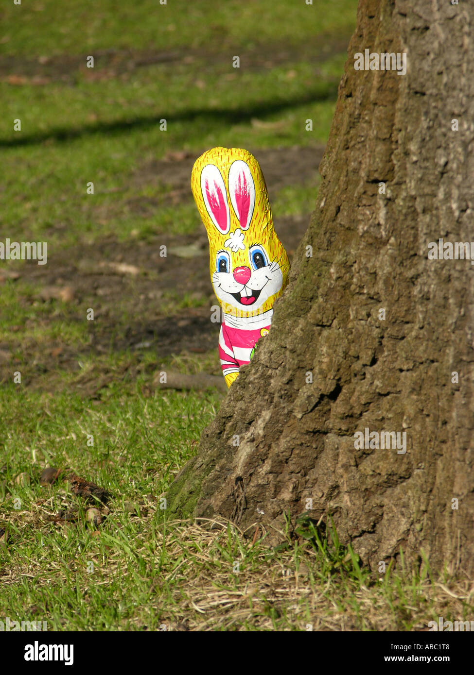 A chocolate Easter bunny looking from behind a trunk Stock Photo - Alamy