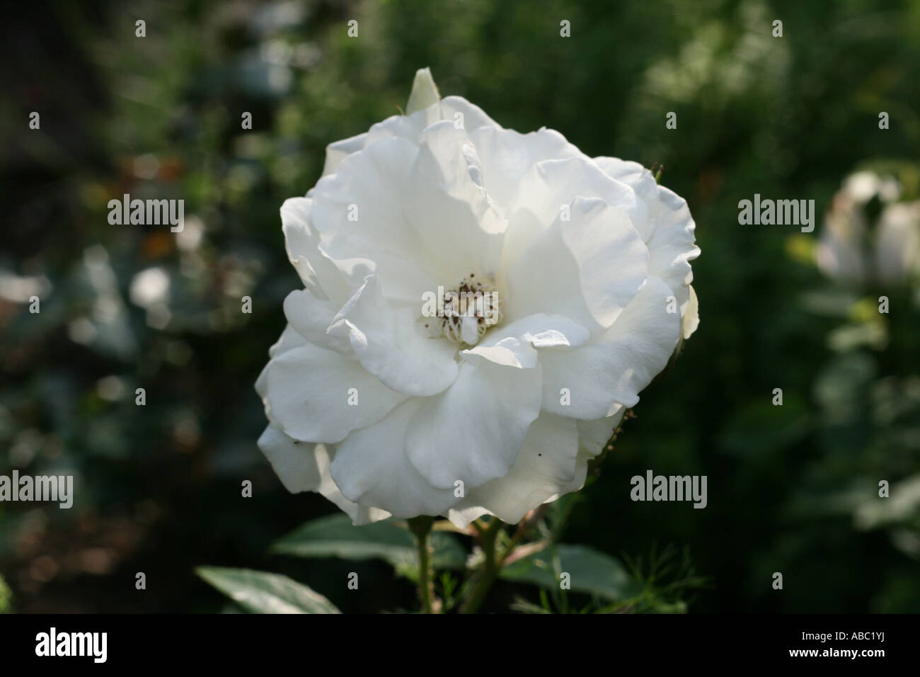 single white rose flower in garden against dark foliage background ...