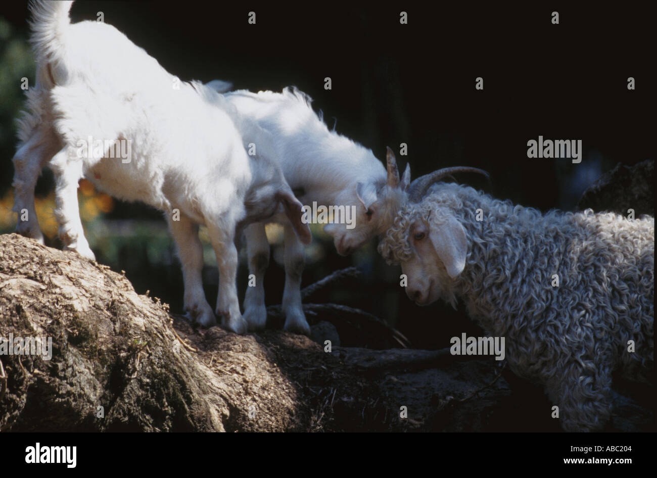 chamois,chamois goat tumbler ram tup fauna war warfare game amusement ...