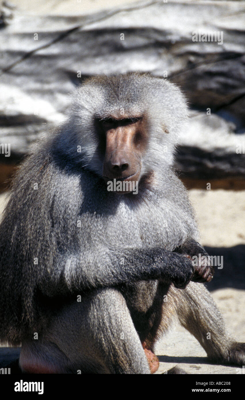 baboon in zoo in Warsaw,baboon monkey mammalian fauna grey verical zoo ...