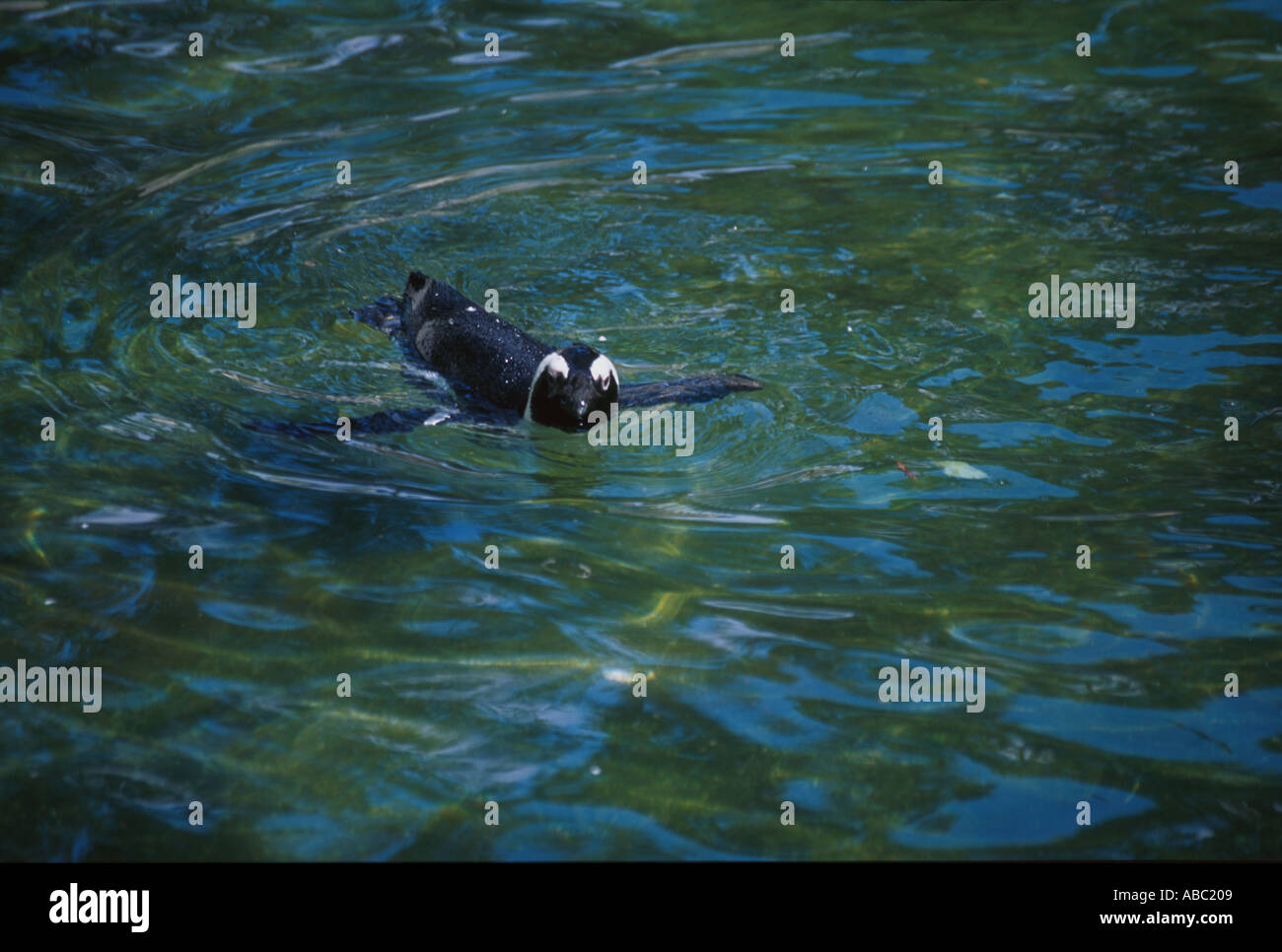 penguin in water,penguin fauna bird water green horizontal to swim ...