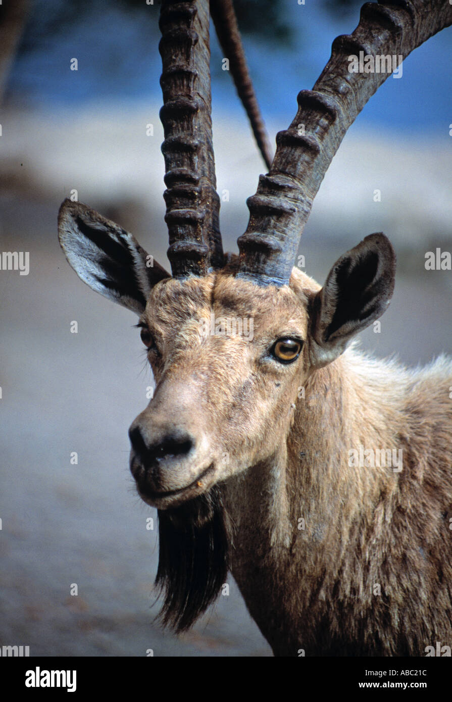Ibex, Ein gedi, Dead Sea, Israel Stock Photo - Alamy