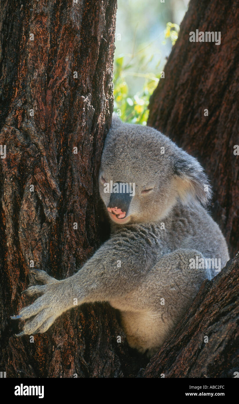 Koala bear holding on to tree hi-res stock photography and images - Alamy