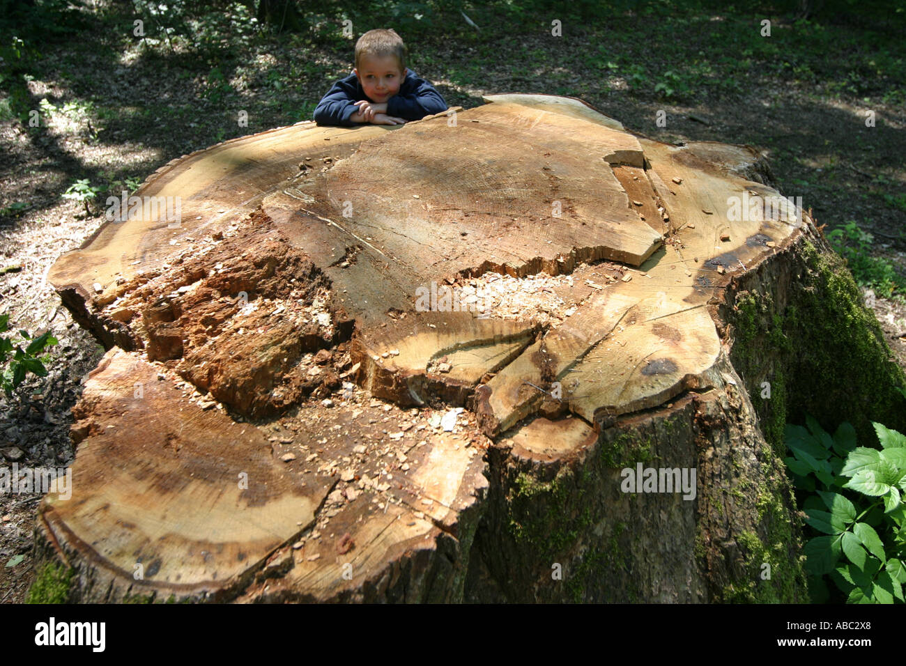 Tree stump with a child Stock Photo - Alamy