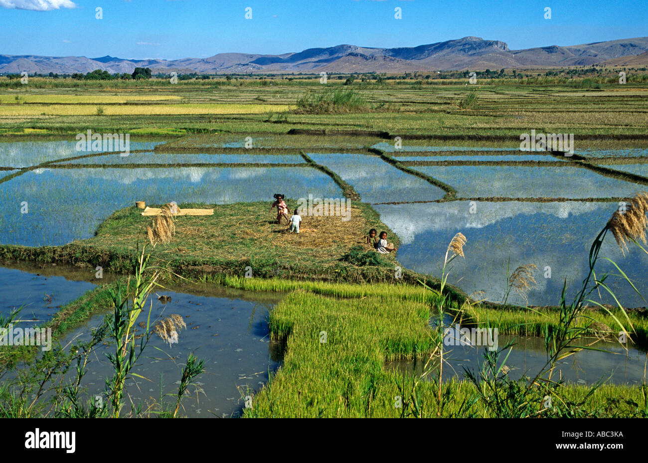 Rice fields, Madagascar Stock Photo - Alamy