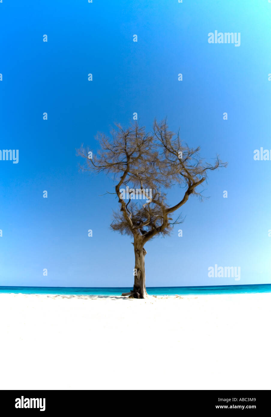 Tree on Beach Stock Photo - Alamy