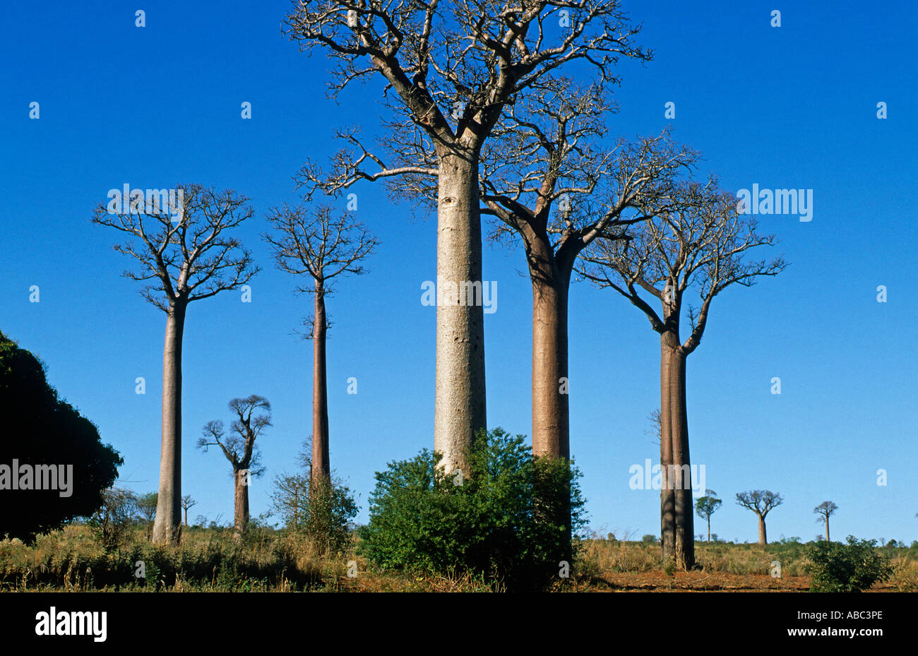 Baobab tree (Magnoliophyta, Magnoliopsida, Malvales, Malvaceae ...