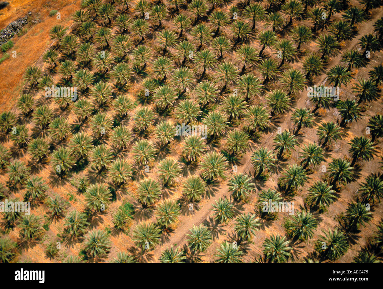 Date tree hi-res stock photography and images - Alamy
