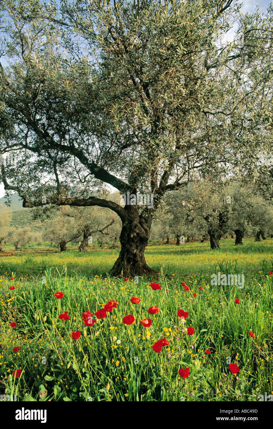 Israel olive tree hi-res stock photography and images - Alamy