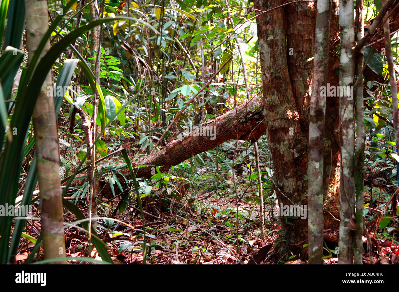 Brazil forest hi-res stock photography and images - Alamy