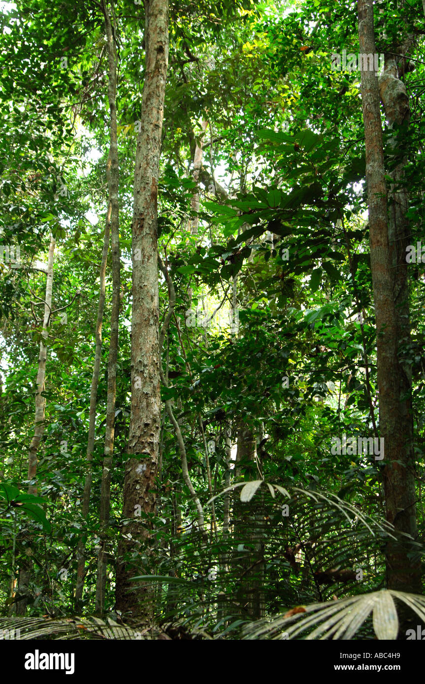 Tropical deciduous forest hi-res stock photography and images - Alamy Tropical deciduous forest hi-res stock photography and images - Alamy