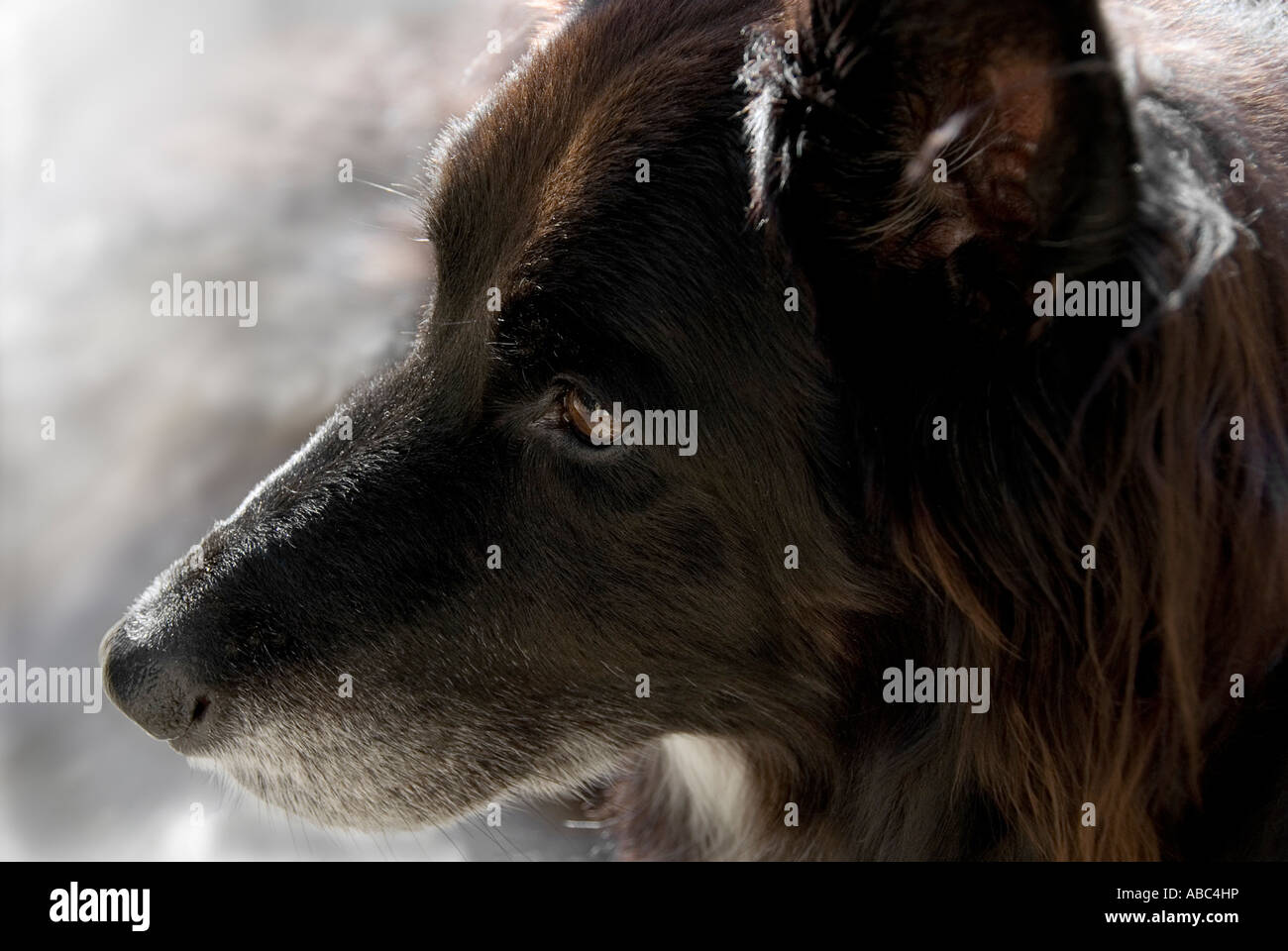 Groendaler hi-res stock photography and images - Alamy