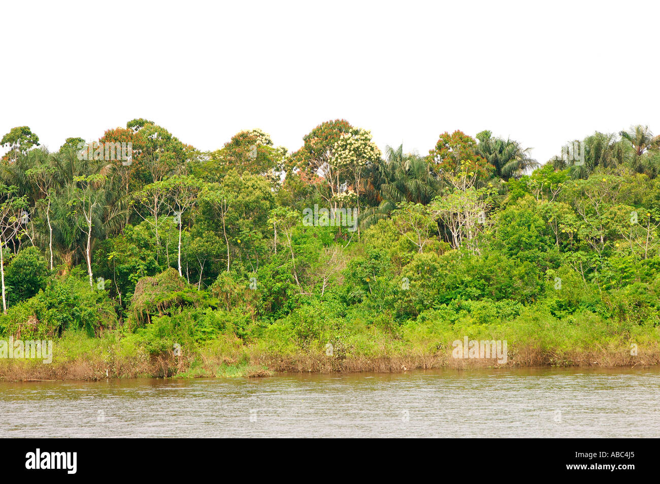 Riparian rainforest hi-res stock photography and images - Alamy