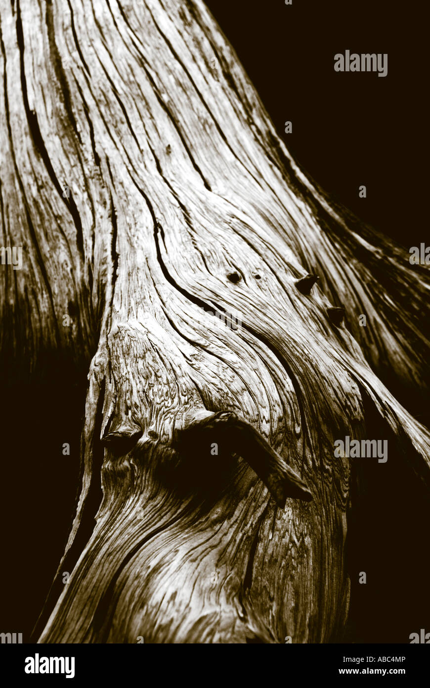 Rendered tree hi-res stock photography and images - Alamy