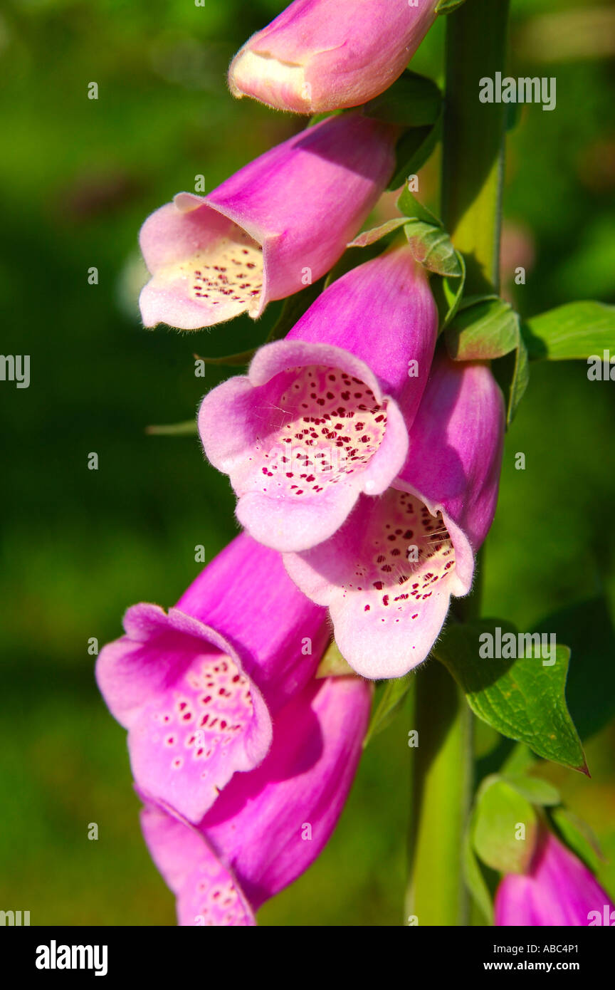 Digitalis poisoning hi-res stock photography and images - Alamy