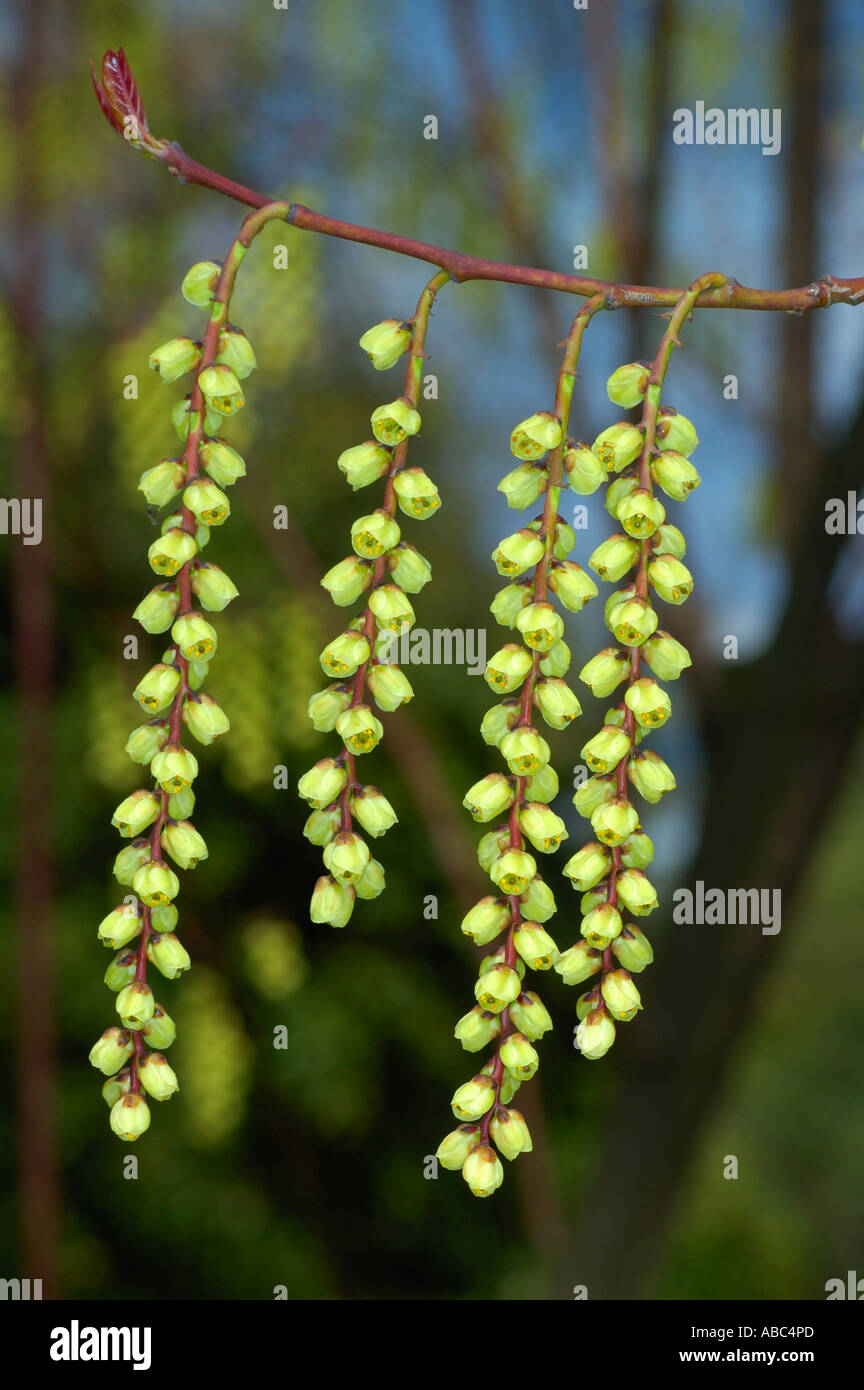 Stachyurus praecox blooms hi-res stock photography and images - Alamy