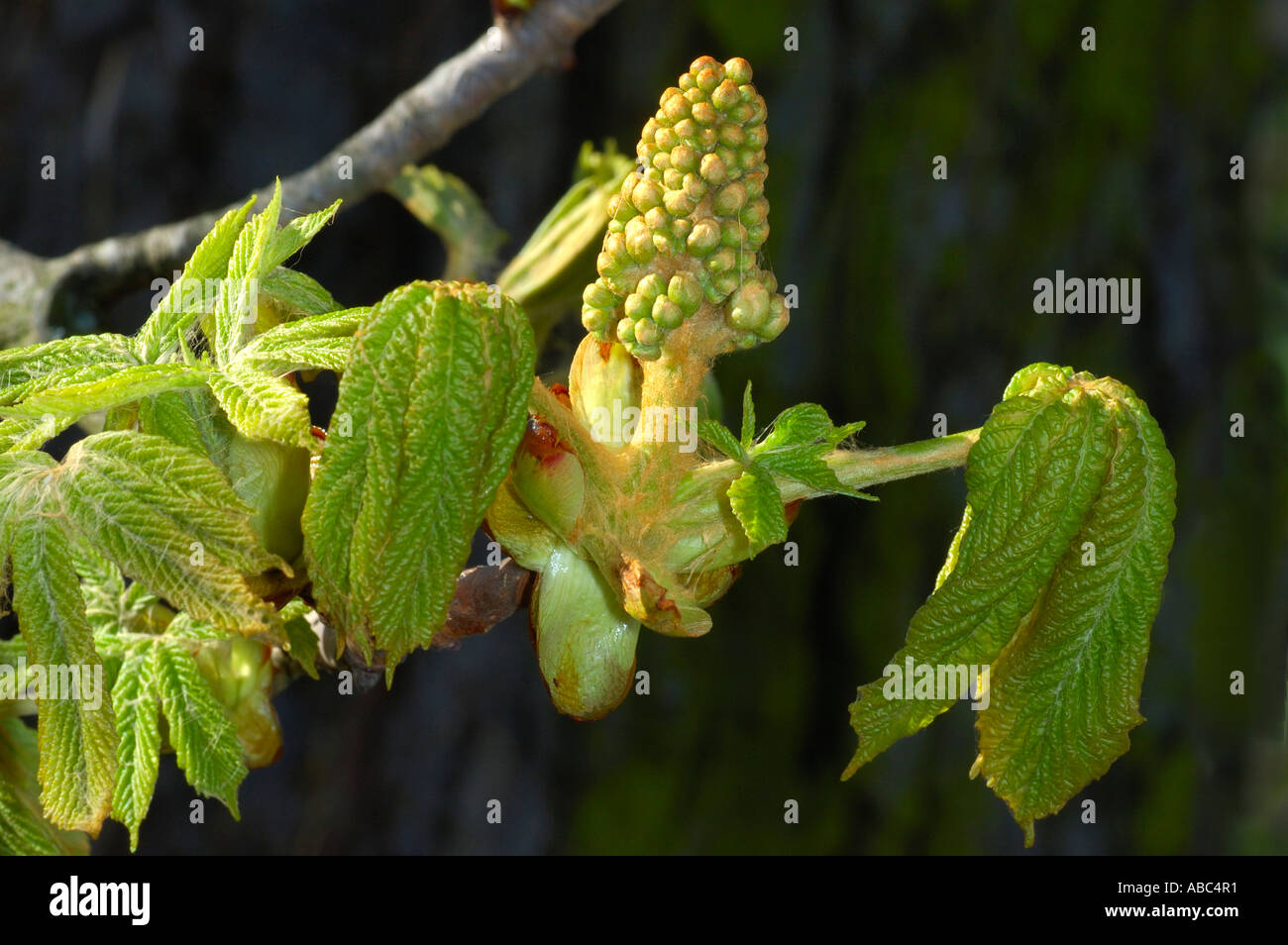 Buds of chestnut tree hi-res stock photography and images - Alamy