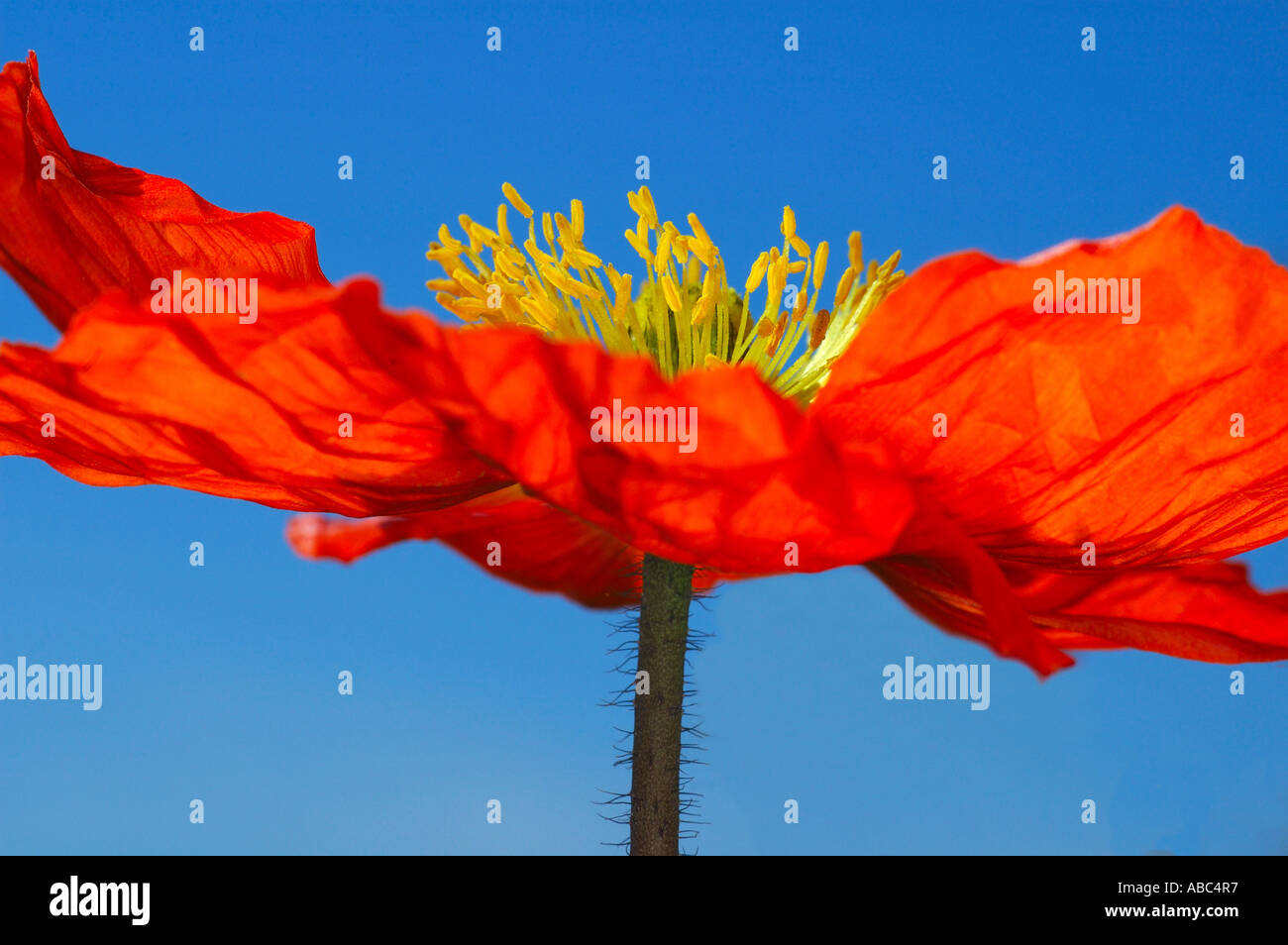 Poppy hi-res stock photography and images - Alamy