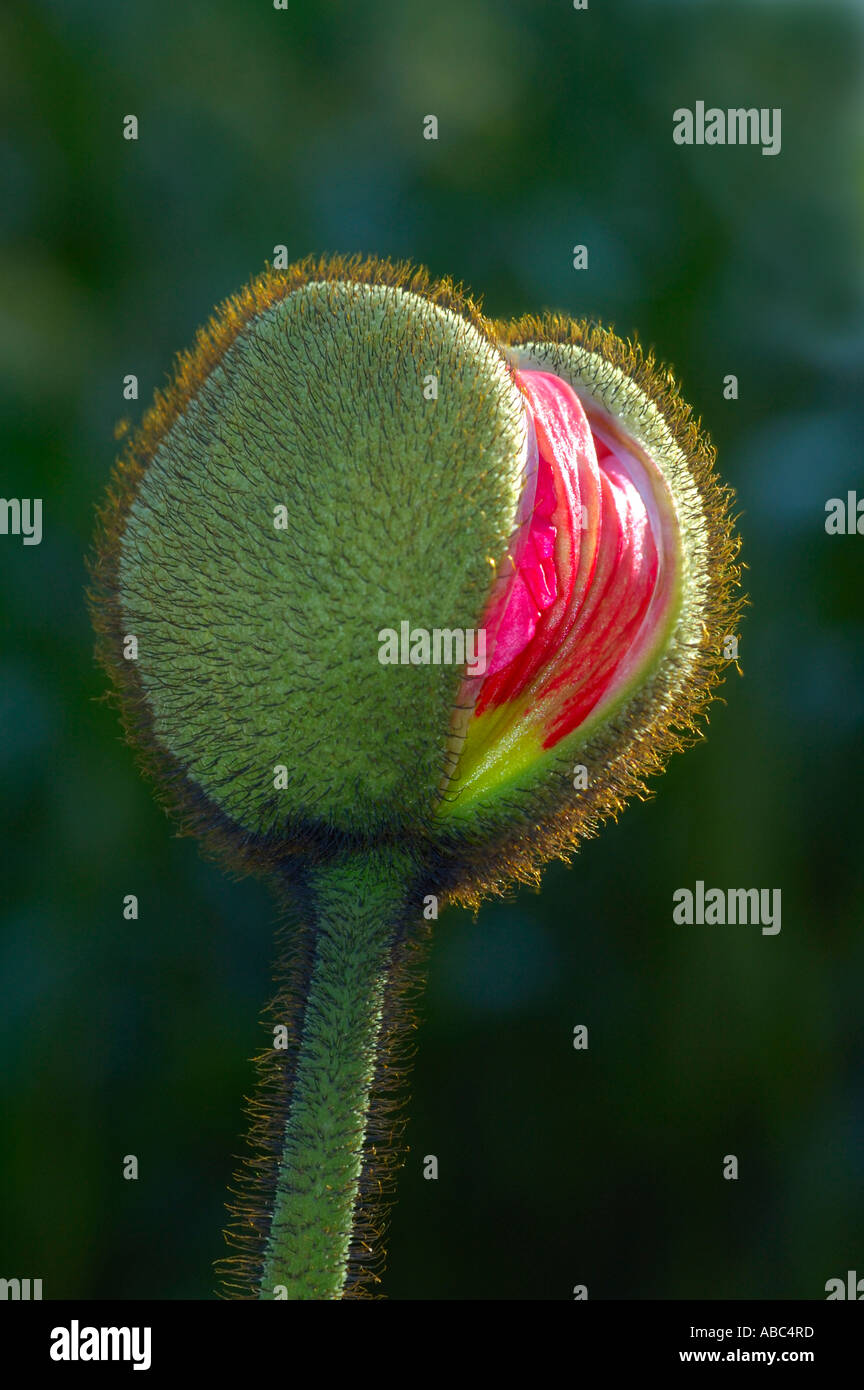 Opening bud of a poppy flower Stock Photo - Alamy