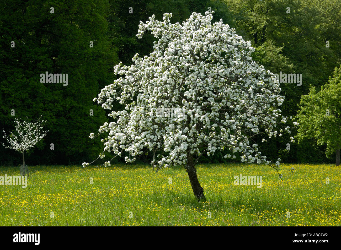 A small and a big apple tree in full bloom in spring Stock Photo - Alamy