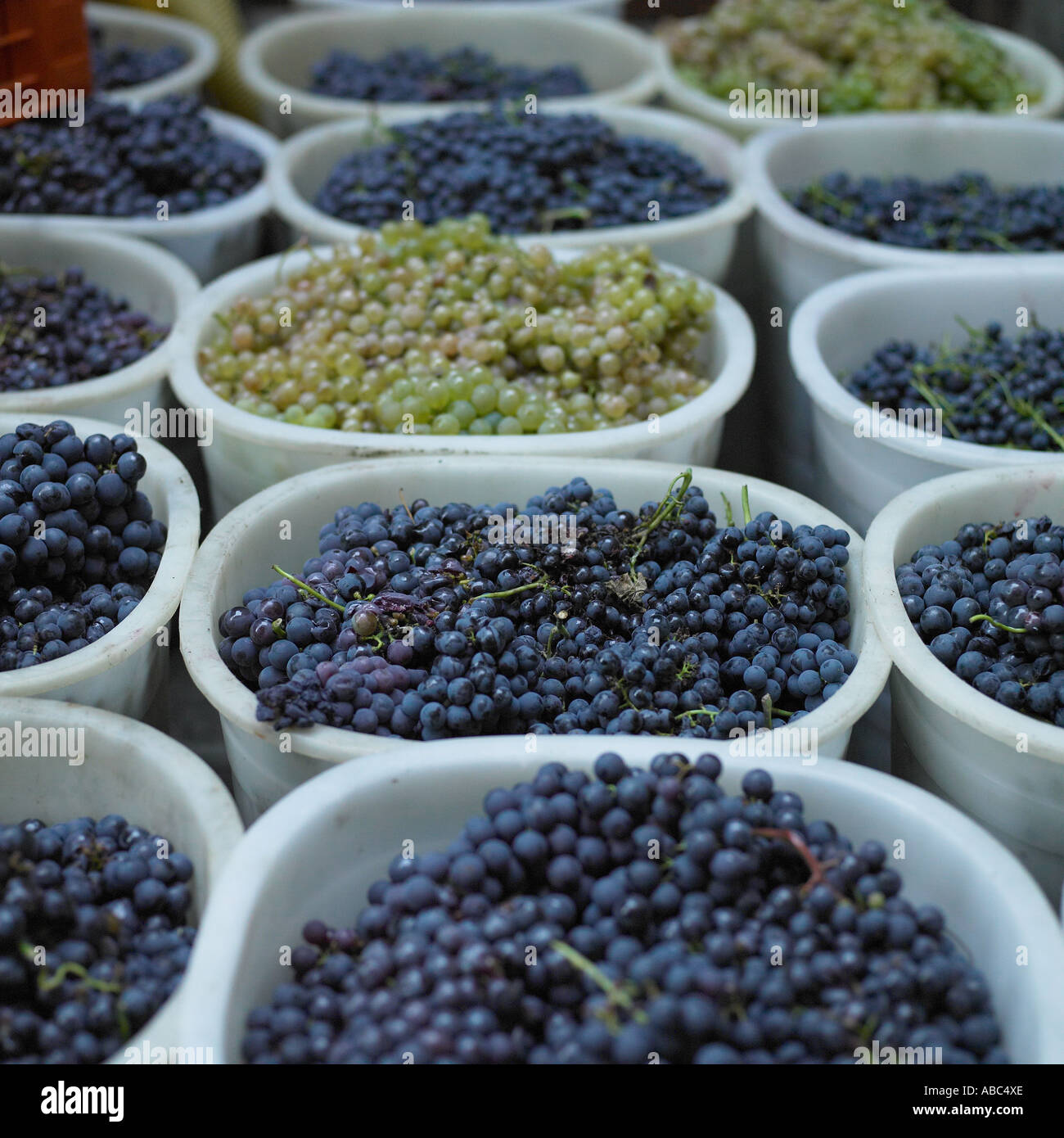 Italian grapes in buckets waiting to be pressed Stock Photo - Alamy
