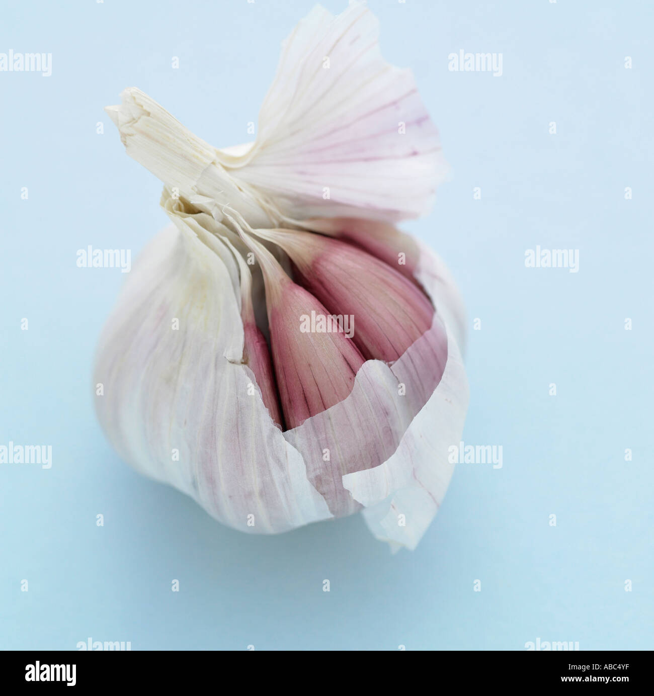 Garlic on pale blue background Stock Photo - Alamy