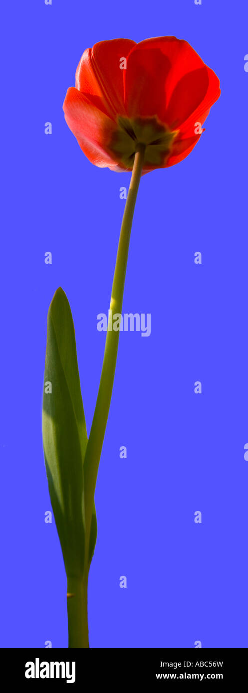 Single tulip against blue background Isolated Clipping path Stock Photo ...