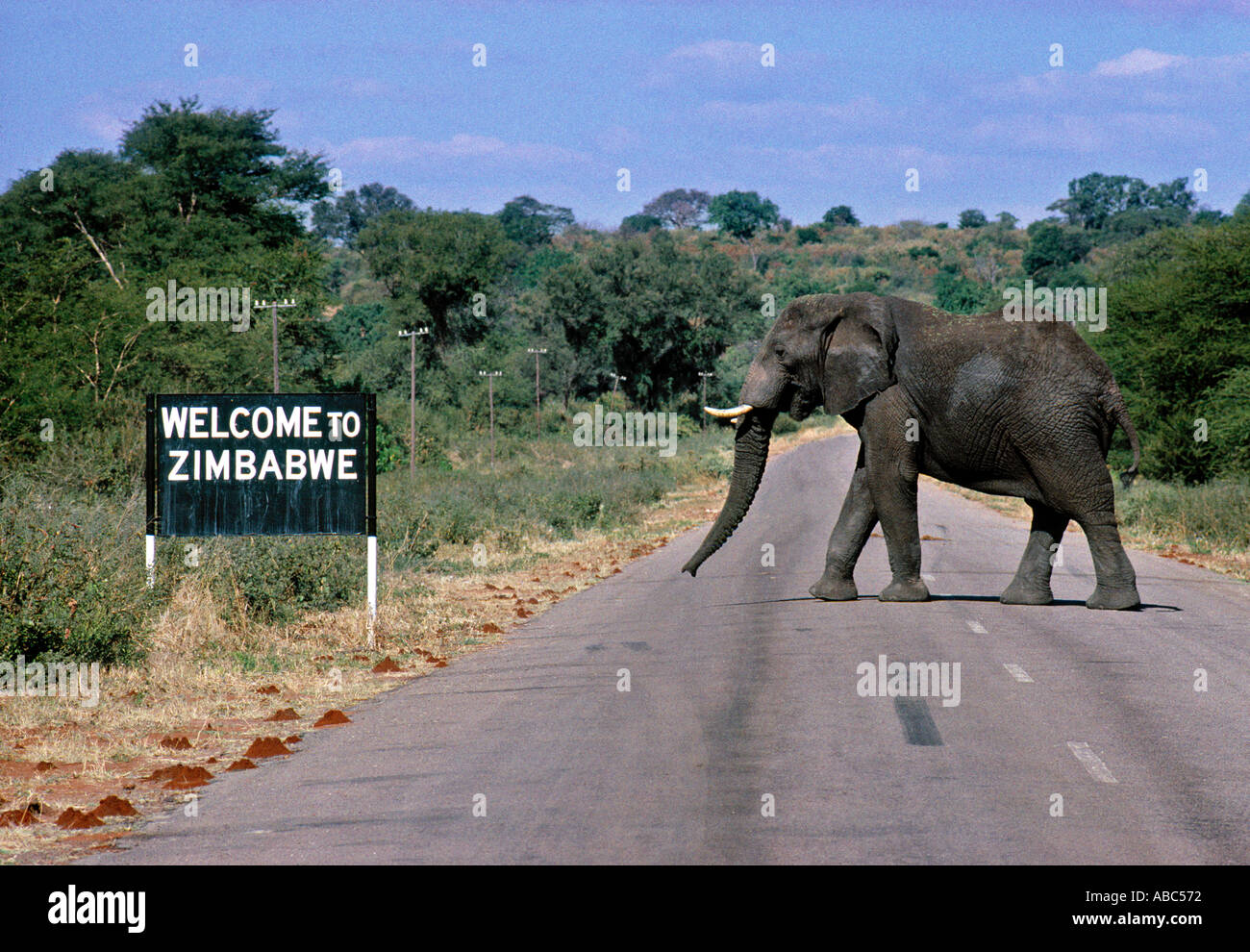 Elephant crossing the road, Zimbabwe Stock Photo - Alamy