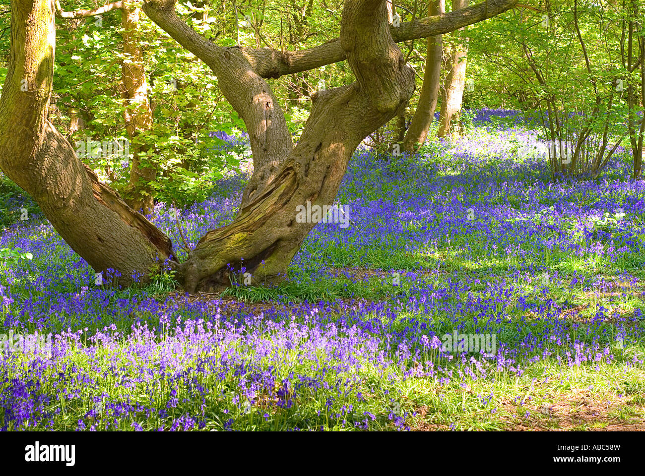Bluebells tree hi-res stock photography and images - Alamy