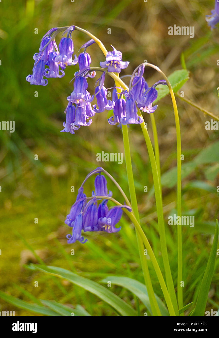 Bluebells in green field Stock Photo - Alamy