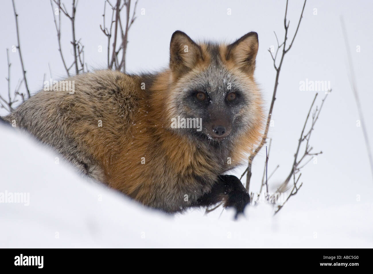 Crossfox hi-res stock photography and images - Alamy