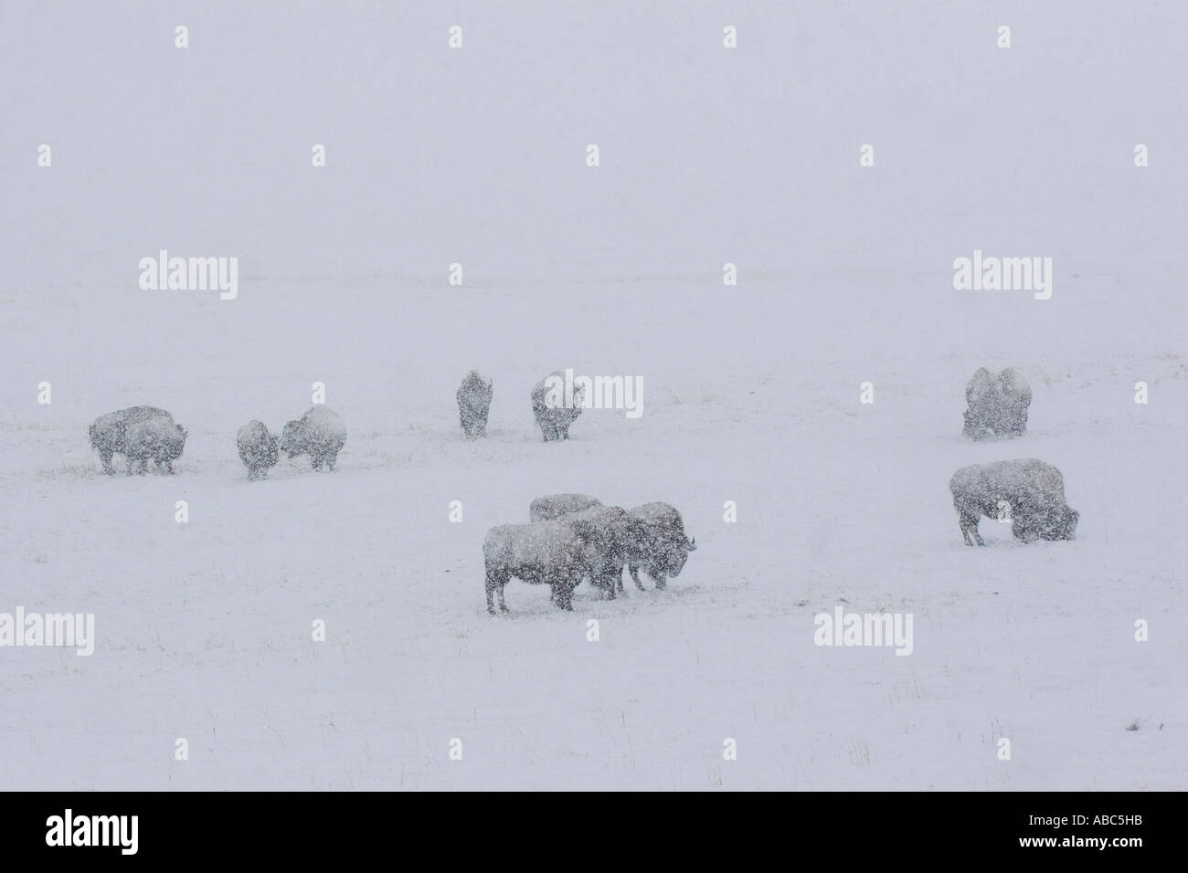 Bison thunderstorm hi-res stock photography and images - Alamy