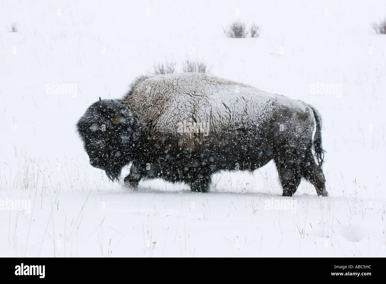 Bison thunderstorm hi-res stock photography and images - Alamy