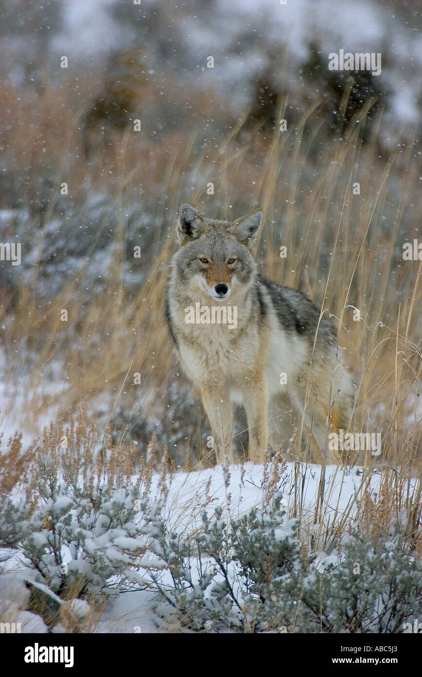 Coyote in winter scenery Stock Photo - Alamy