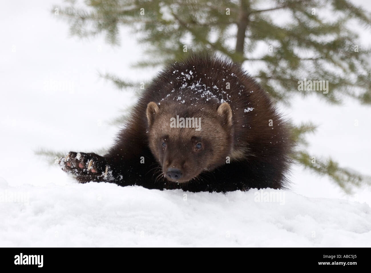 Wolverine in winter Stock Photo - Alamy